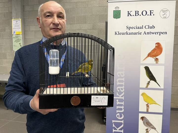 Zeg nooit gewoon ‘kanarie’ tegen een kanarie: Diamond Bird Show toont ...