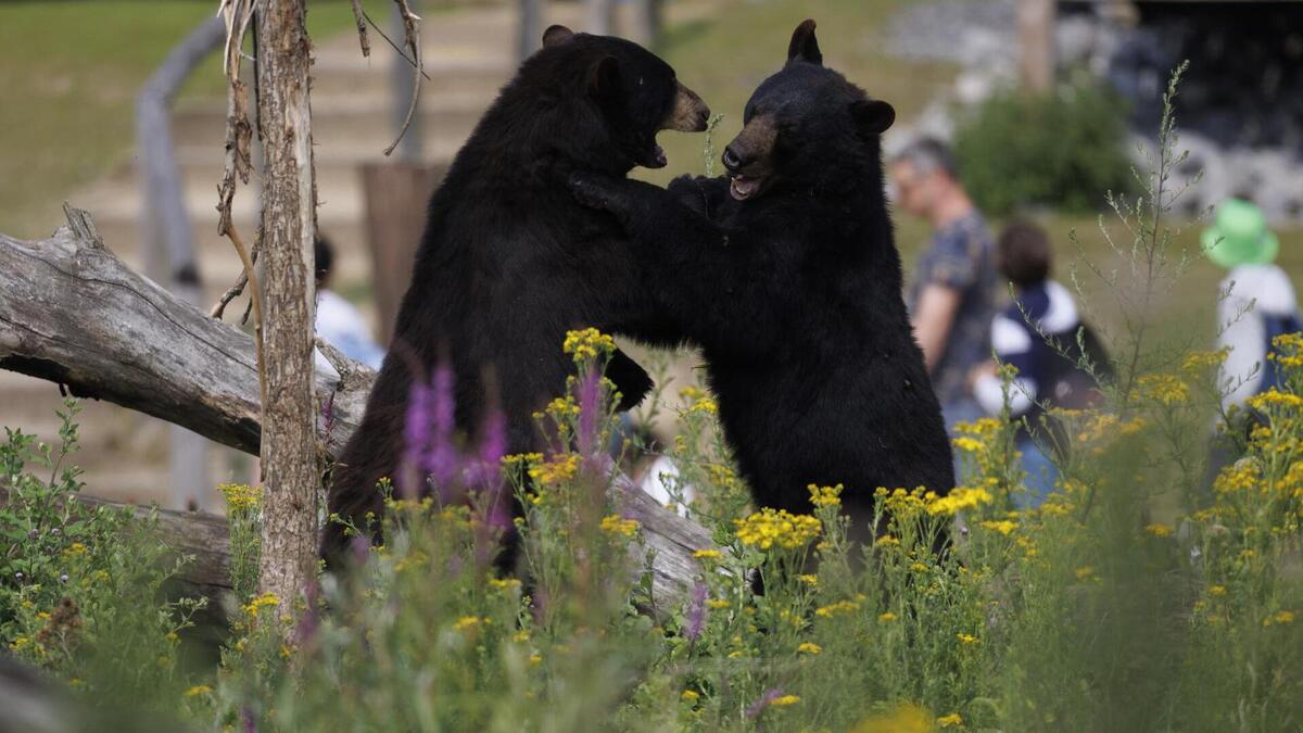 Beer doodt andere beer tijdens gevecht in Pairi Daiza: “Publiek ...