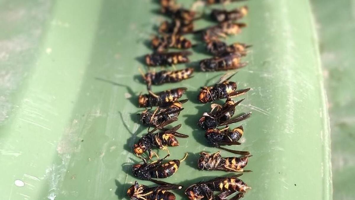 Imker roept op mee uit te kijken naar nest Aziatische hoornaars | GVA