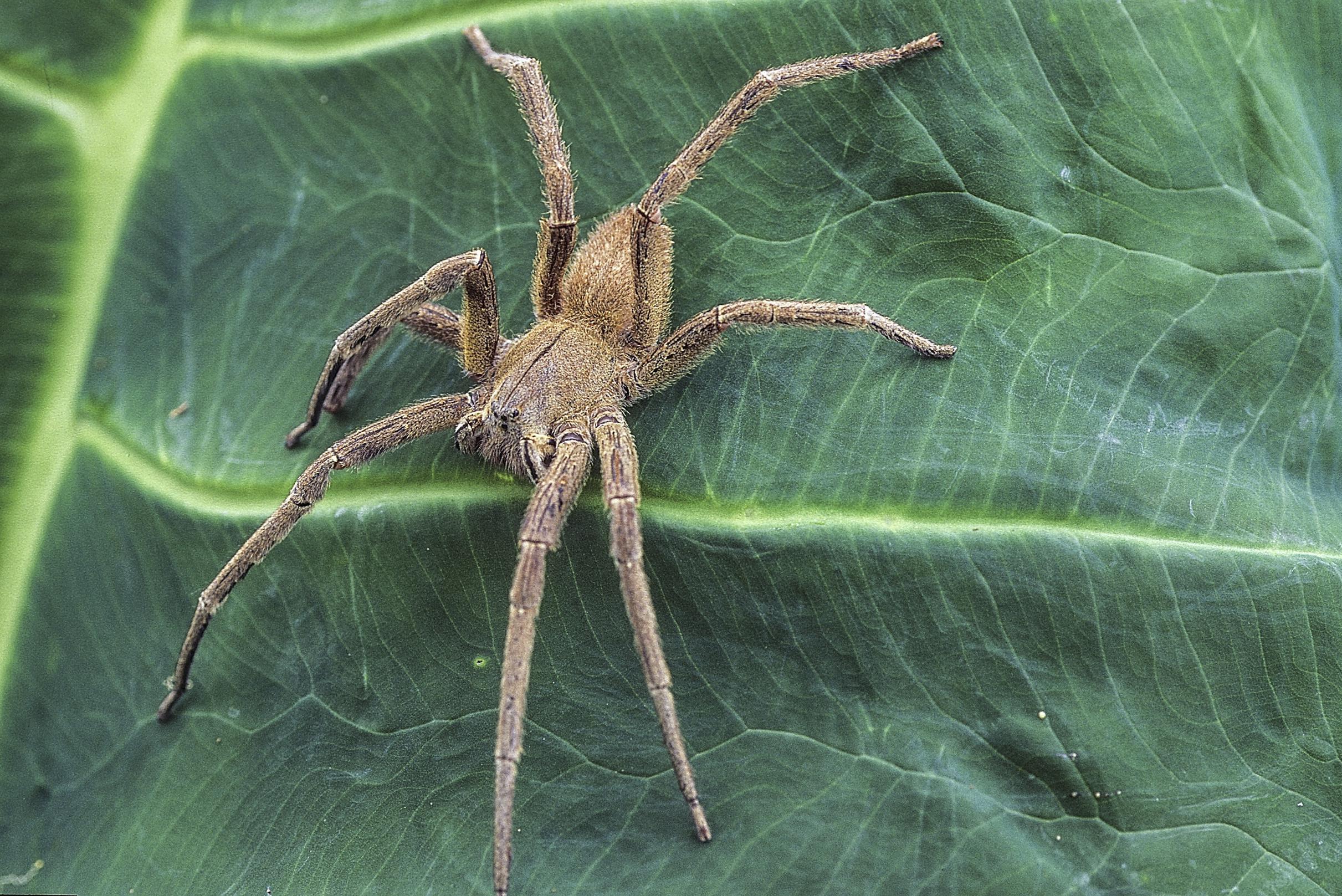 Supermarkt in Oostenrijk dagenlang gesloten door vondst van giftige ...