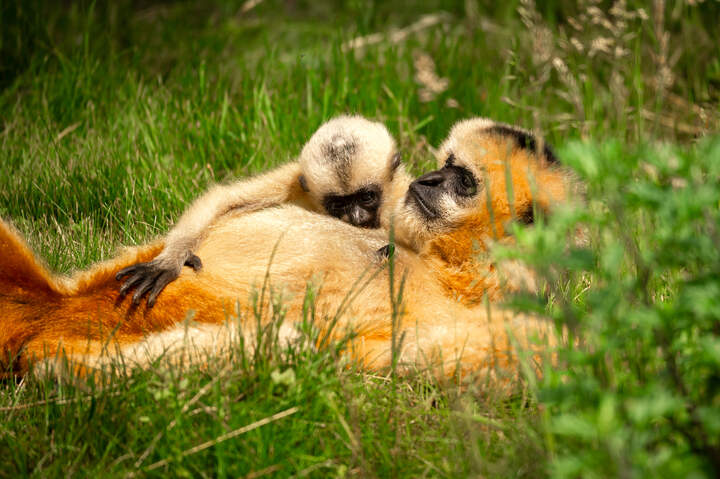 Zoo Planckendael verwelkomt witwanggibbon: “Het kleintje houdt zich nog ...