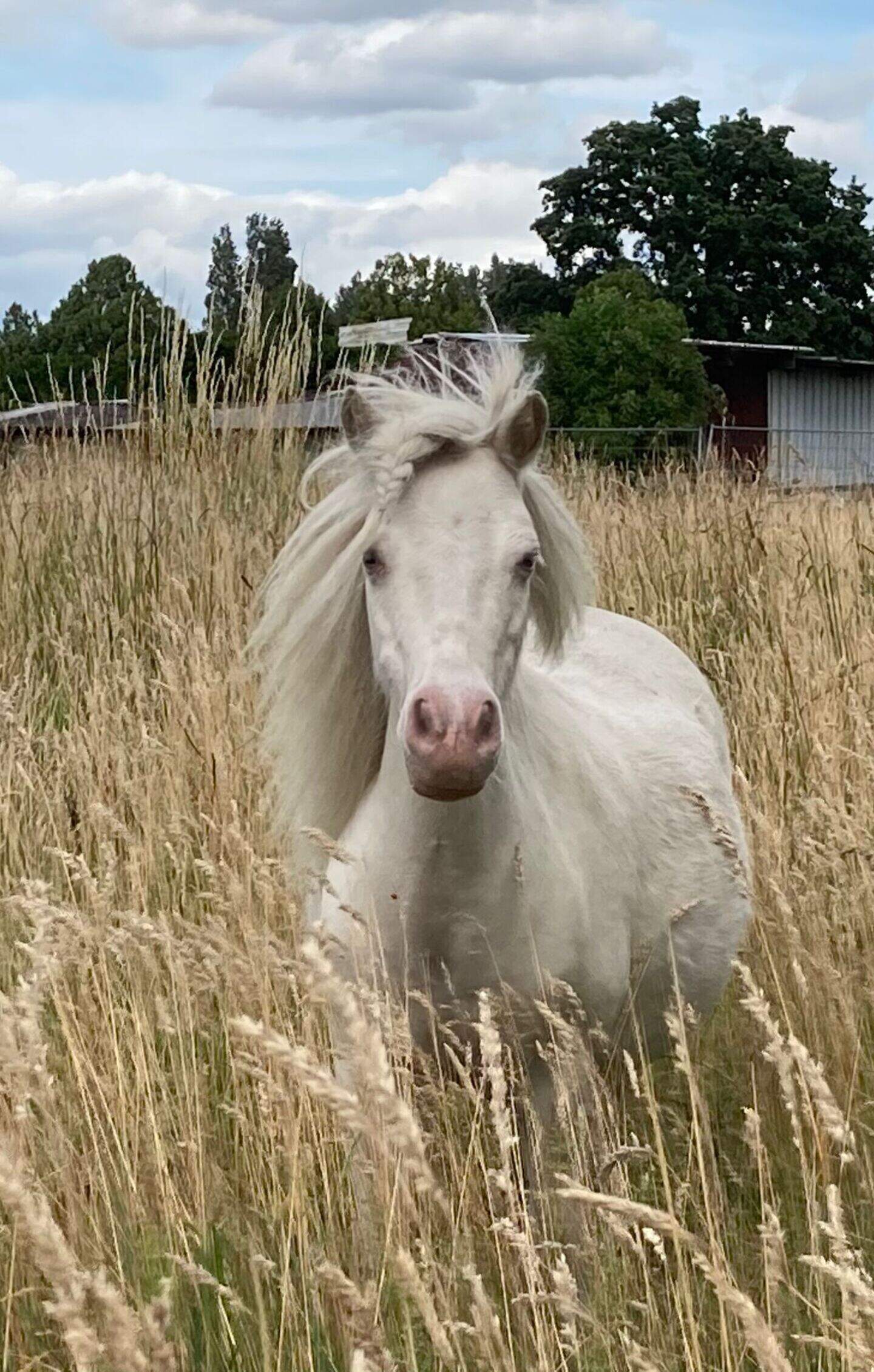 Drie generaties paarden geboren op dezelfde dag in Brasschaat: “Het is ...