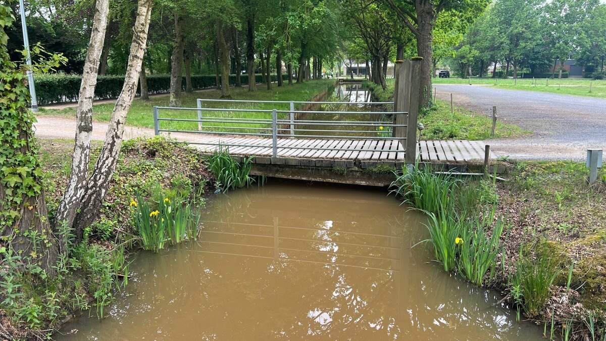 Bouwelse bever zet gemeente aan tot maatregelen: “Draad plaatsen of ...
