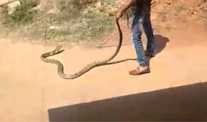 Man schrikt zich rot wanneer hij slang vindt in huis, maar dan moet ...