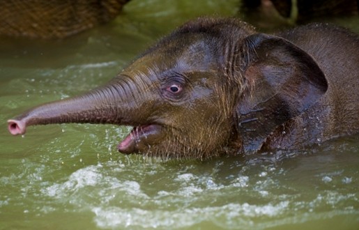 Kai-Mook en Frank De Winne populair voor carnaval | GVA