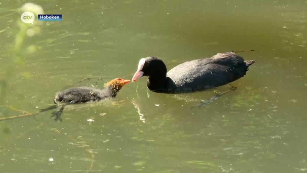 Meerkoet laat fontein stilleggen | GVA