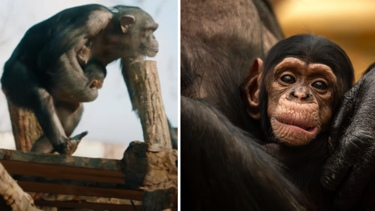 Pasgeboren chimpansee Zabari komt voor het eerst buiten en geniet van ...