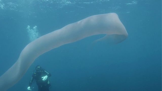 Duikers filmen ‘zeeworm’ van maar liefst 8 meter lang | GVA