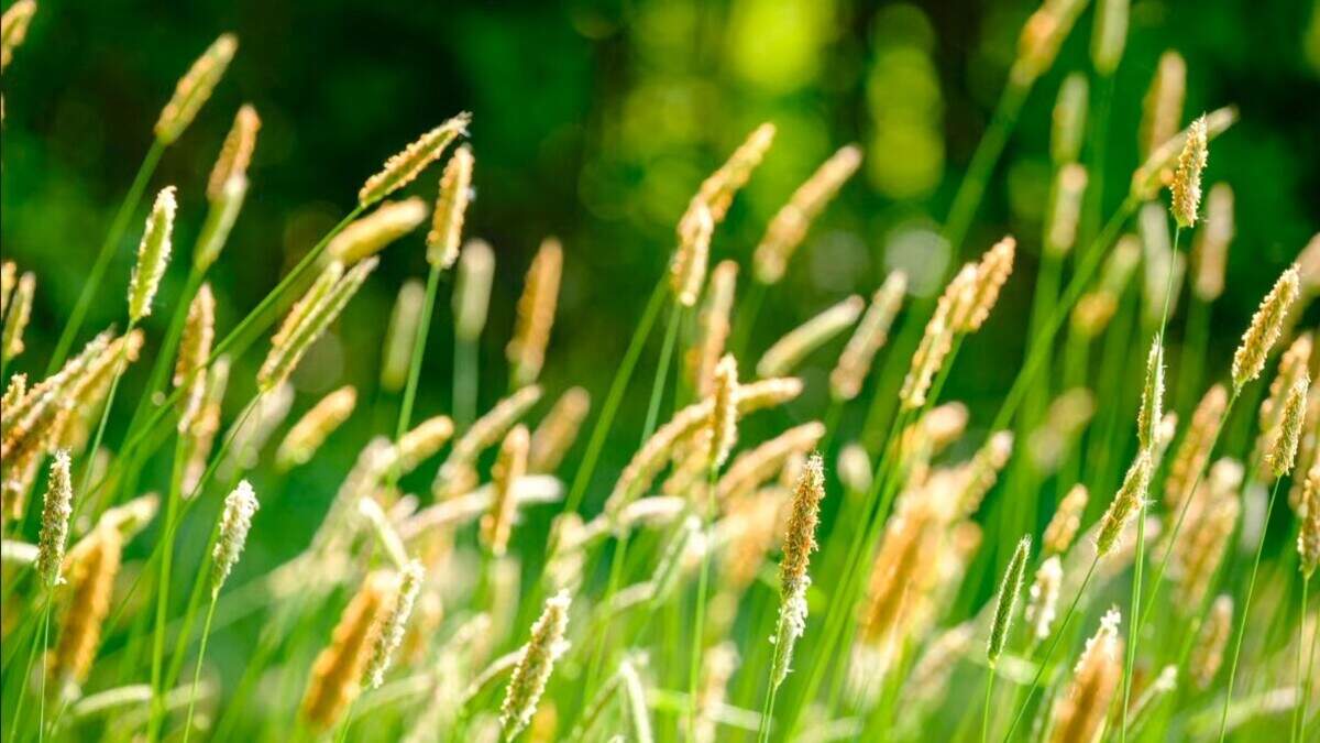 Stad Antwerpen laat het gras groeien | GVA