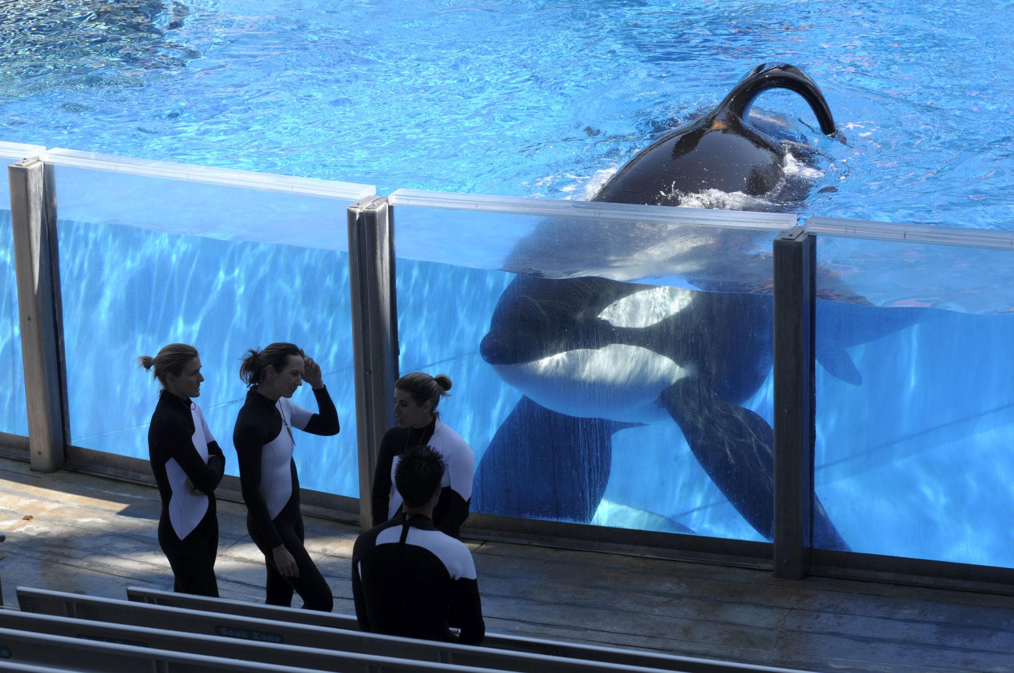 Orka die drie mensen doodde gestorven in SeaWorld | GVA