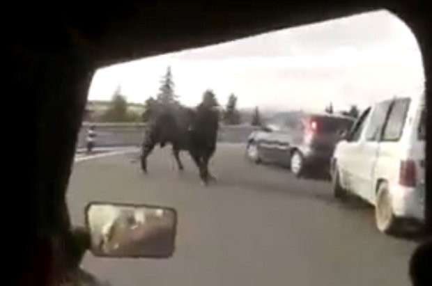 Ontsnapte stier valt auto's aan op drukke snelweg (video) | HBVL