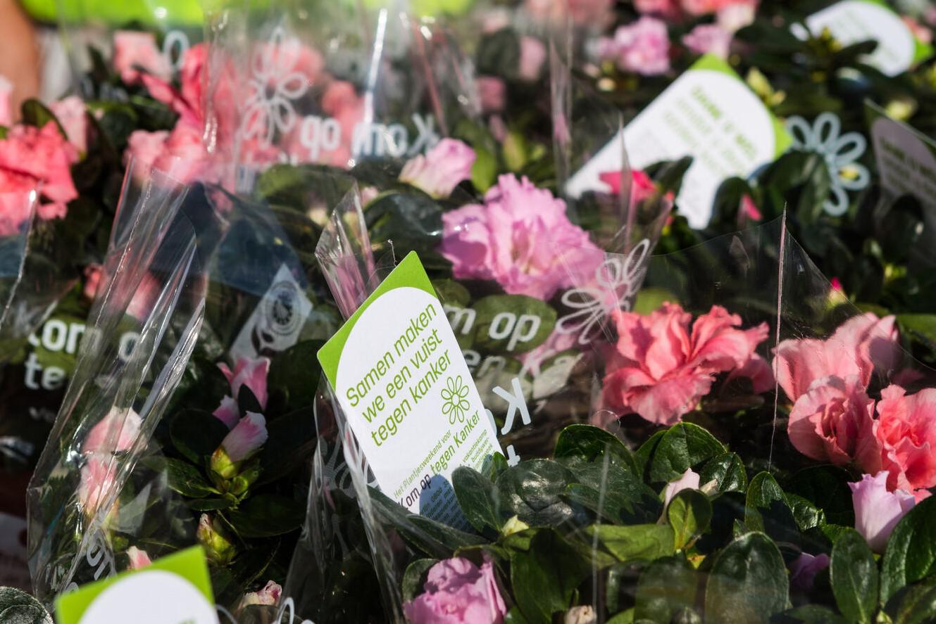Inburgeraars verkopen azalea’s tijdens plantjesweekend van Kom op tegen ...