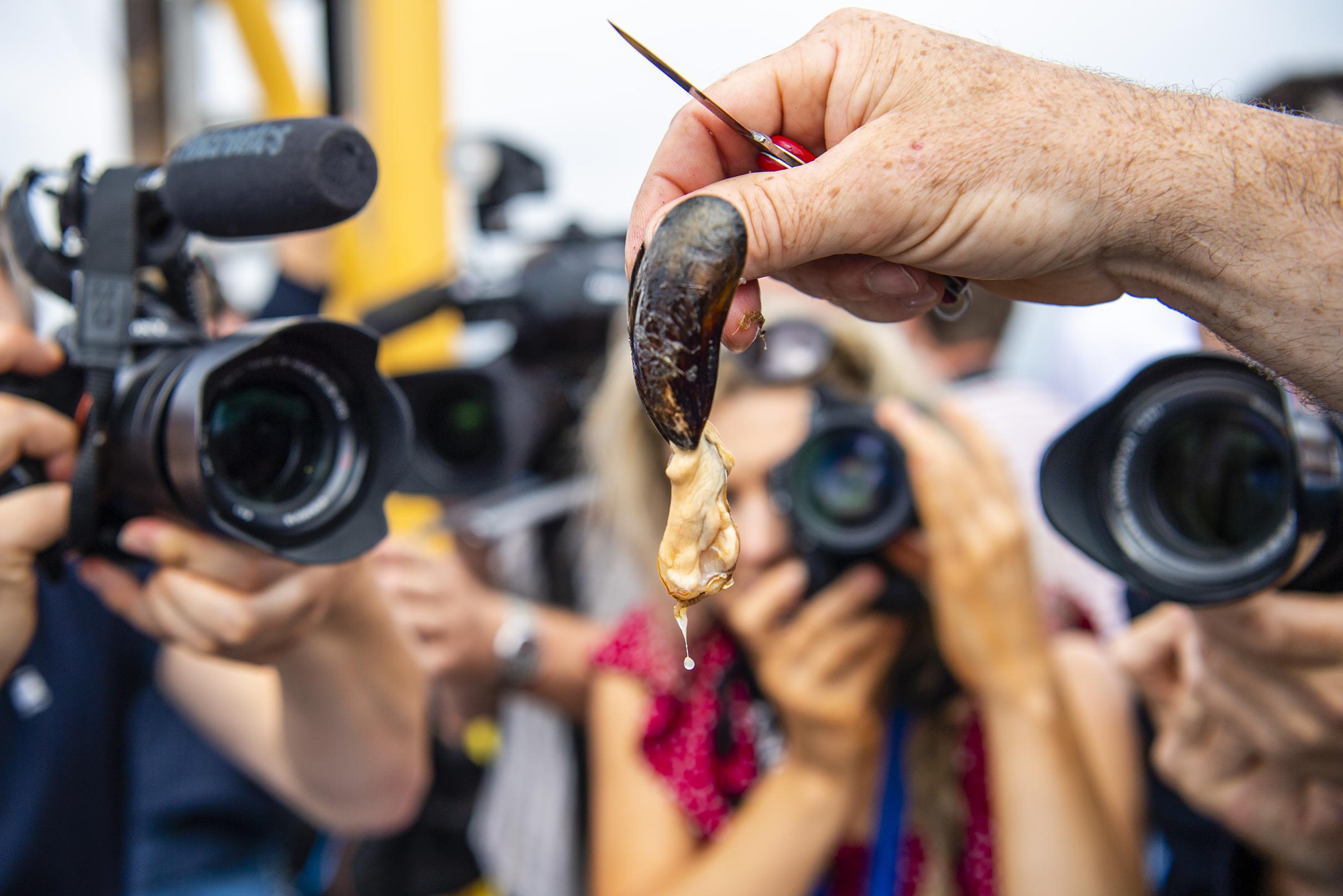 Het is weer mosselseizoen: hoe herken ik een slechte mossel? En zijn er ...