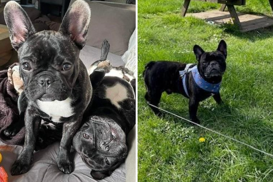 Parket vraagt zware straf voor petsitter die Franse buldog in de hitte ...