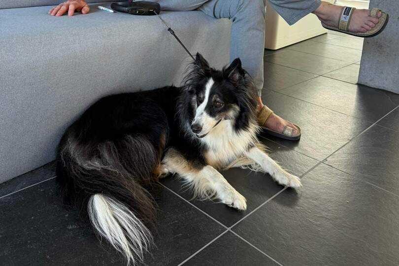 Kristof Calvo eerste schepen in nieuw Mechels bestuur, Thijs Verbeurgt ...