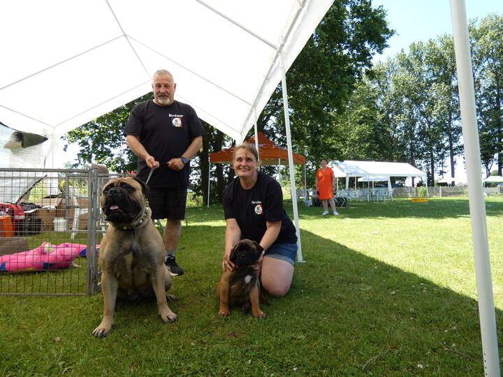 Familiedag toont zachte kant van bullmastiffs: “Het enige waar je bang ...