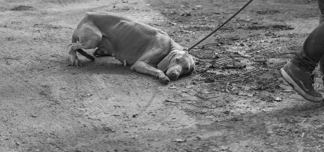Opgelicht door een broodfokker: GAIA laat slachtoffers aan het woord in ...