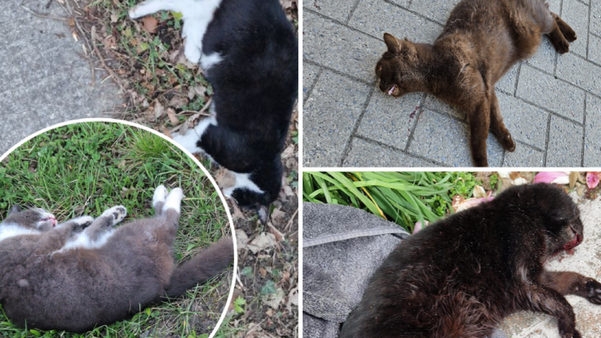 Vier katten vlak bij elkaar doodgereden op dezelfde dag: “Katten lopen ...