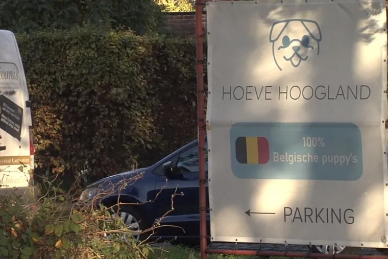 Beruchte broodfokker in Kasterlee blijkt na verliezen van erkenning ...