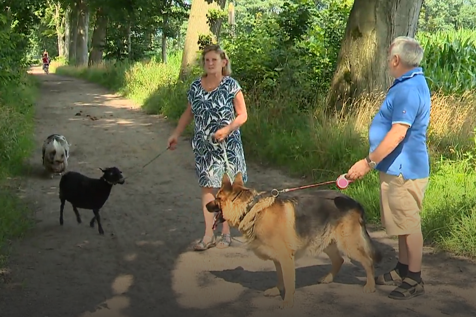 Varken, schaap en hond samen op stap in Westmalle: "Knorremans, kom ...