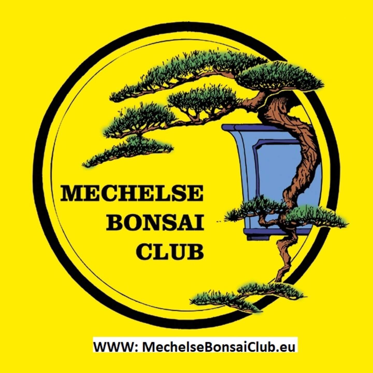 Mechelse Bonsai Club kijkt uit naar jong bloed: “Werken met bonsai is ...