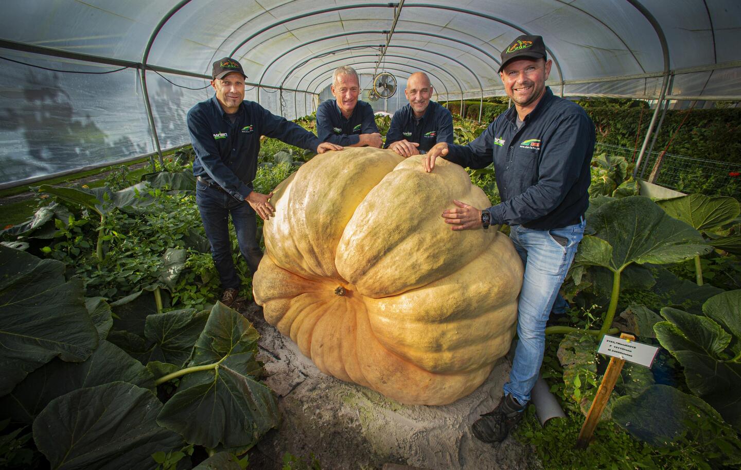 Fervente kweker uit Kasterlee kan zwaarste pompoen ter wereld afleveren ...