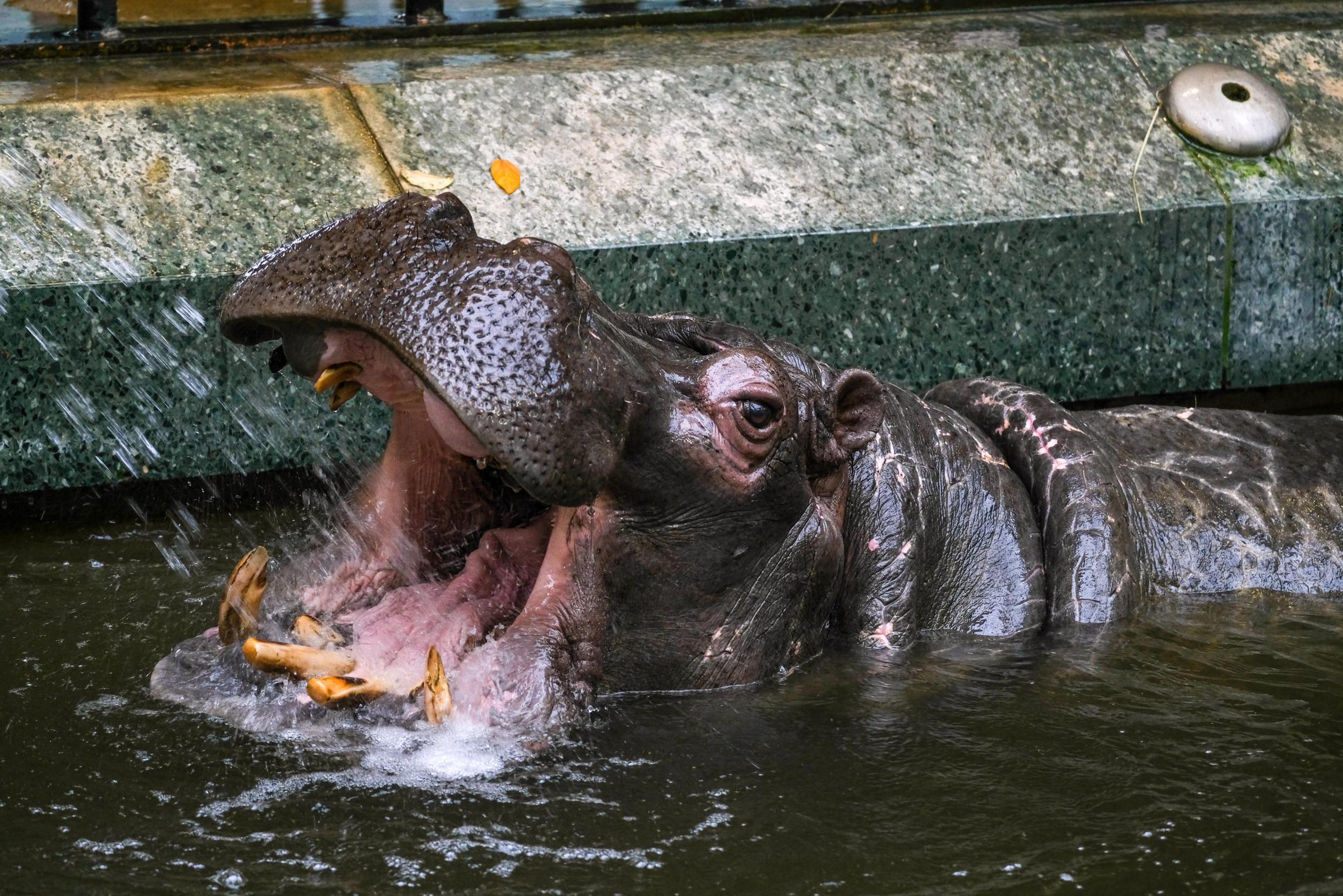 Zoo Antwerpen neemt afscheid van icoon: nijlpaard Hermien (43) is ...