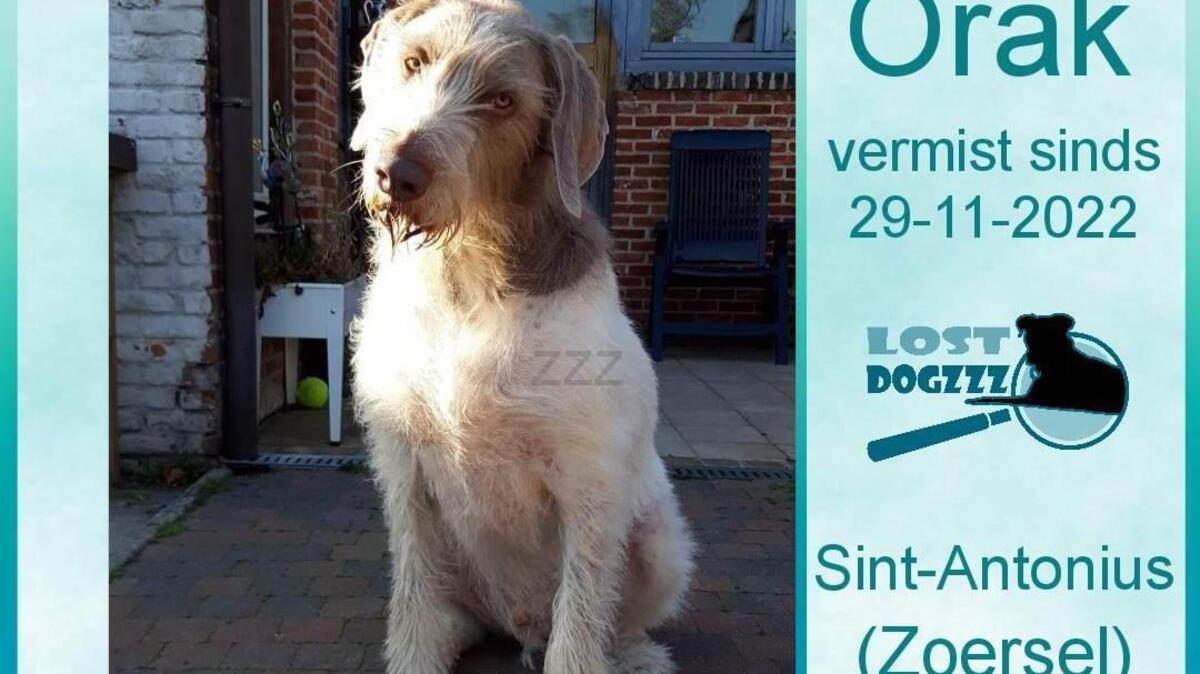 Orak al vier dagen vermist maar baasjes geven de moed niet op | Nieuwsblad