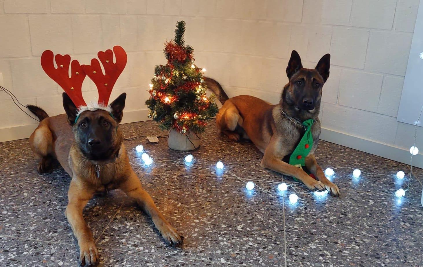 Antwerpse politiehonden vieren kerst in nieuw kantoor op Linkeroever | GVA