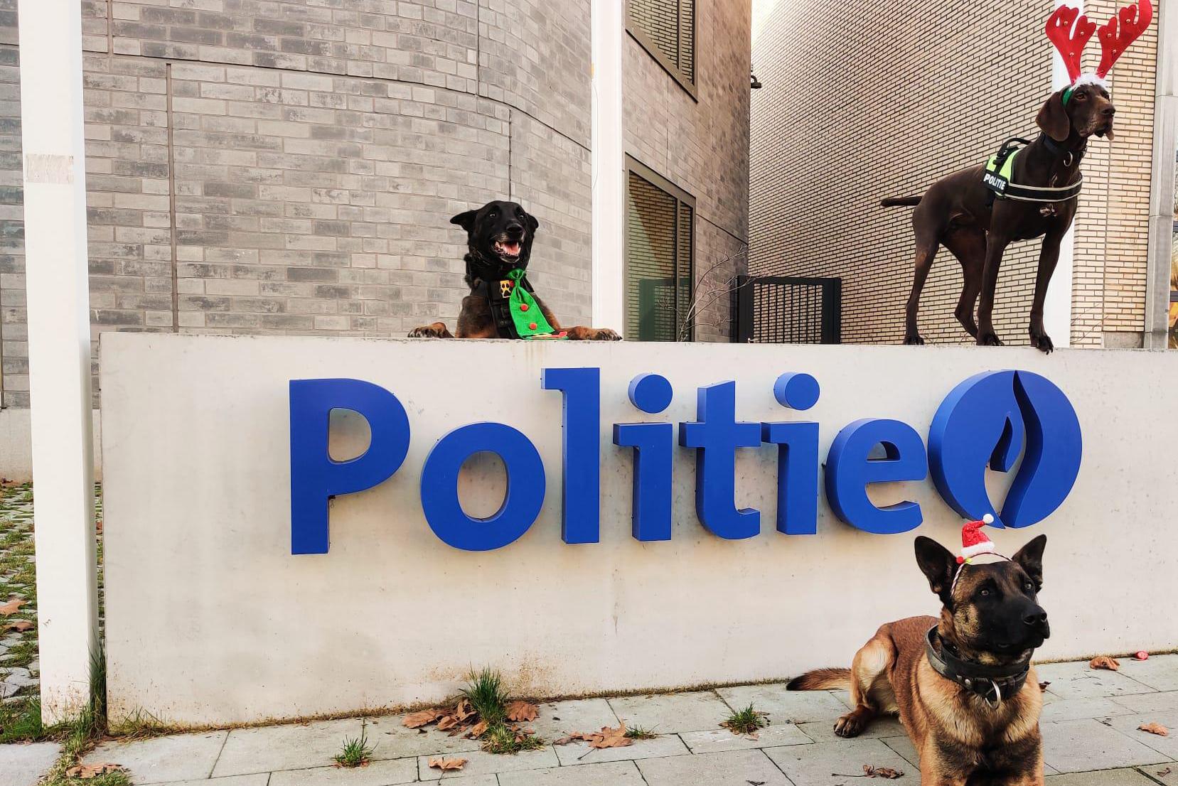 Antwerpse politiehonden vieren kerst in nieuw kantoor op Linkeroever | GVA