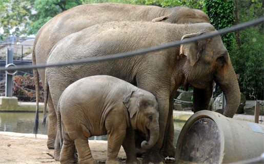 Kai-Mook krijgt tempel in Planckendael | GVA