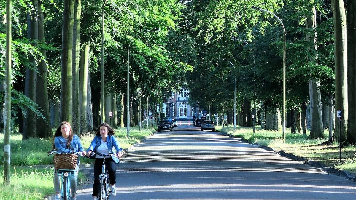 Veelvuldig parkeren op de berm bedreigt 158 oude beuken Kasteeldreef ...