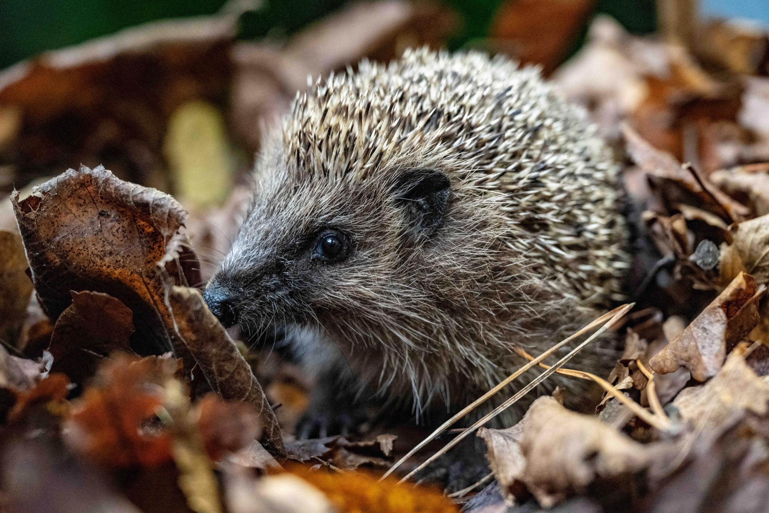 Aantal binnengebrachte wilde dieren bij opvangcentra voor het eerst in ...