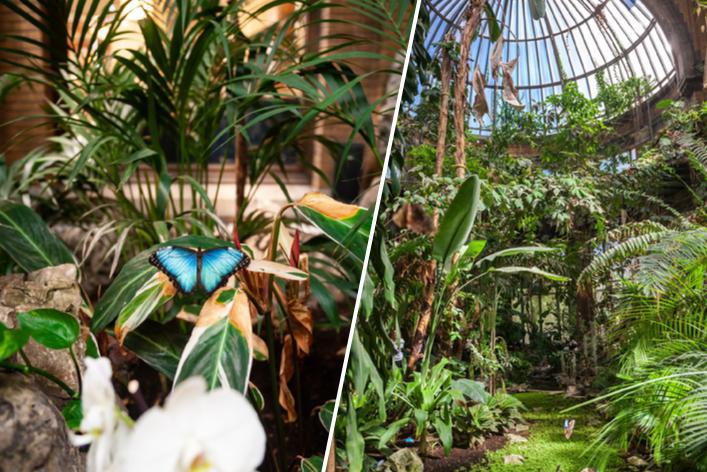 Wintertuin in Antwerpse Zoo ontpopt zich weer tot Vlindertuin: “Elke ...
