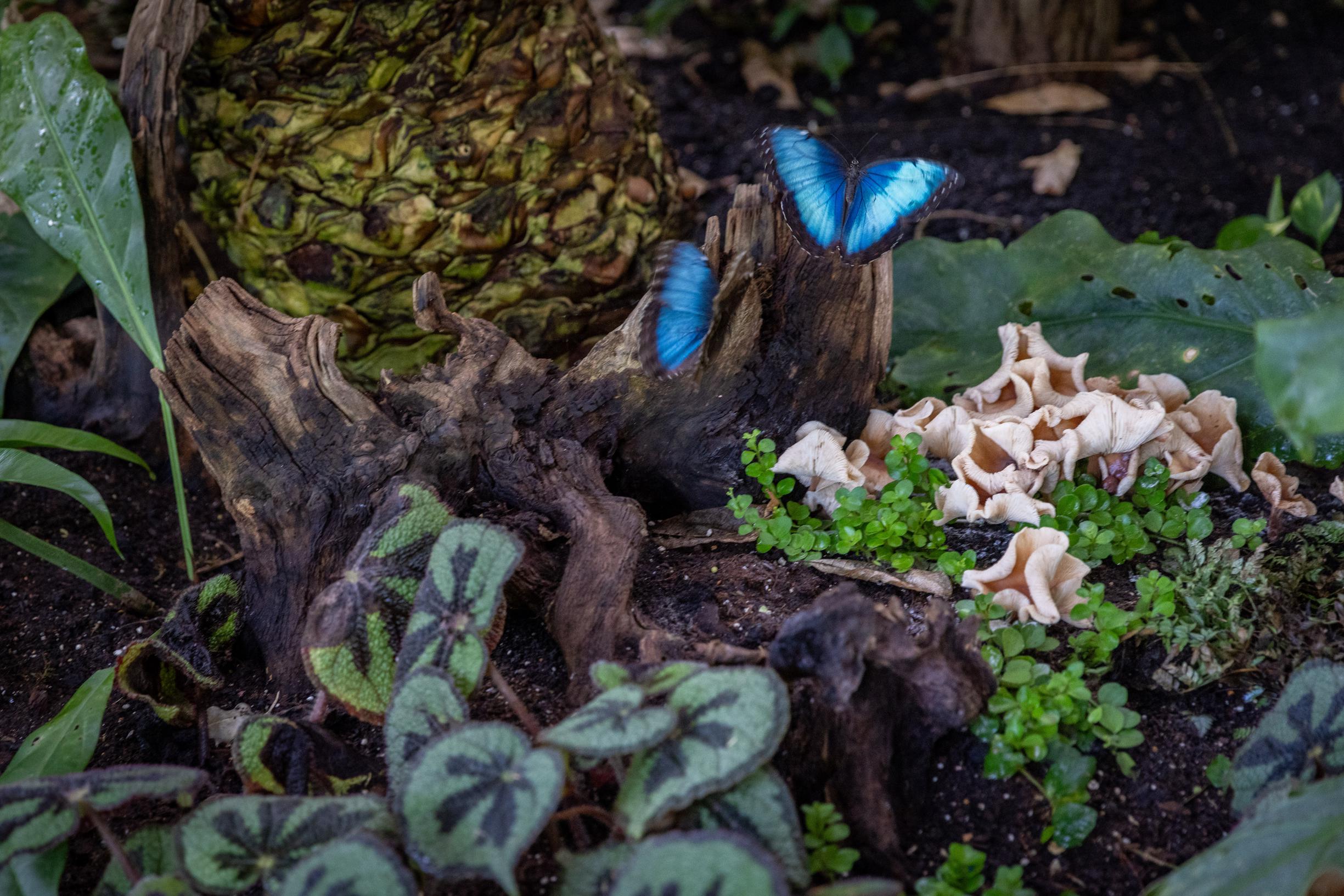 Na 10 jaar Vlindertuin in Zoo Antwerpen, nu ook eentje in Planckendael ...