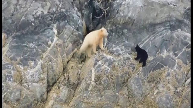 Toeristen leggen uiterst zeldzame beer vast op beeld | HBVL