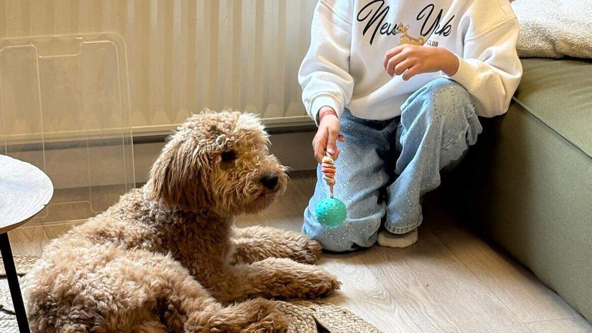 Goldendoodle uit Ranst ‘aangeworven’ als schoolhond in basisschooltje ...