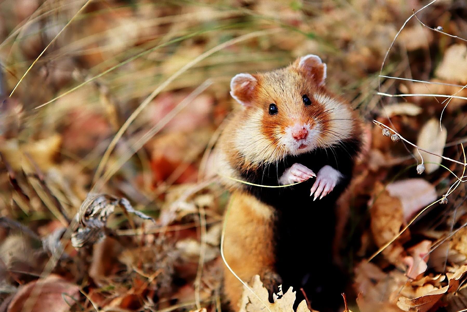 Natuurbeschermers slepen Vlaamse overheid voor de rechter om wilde ...