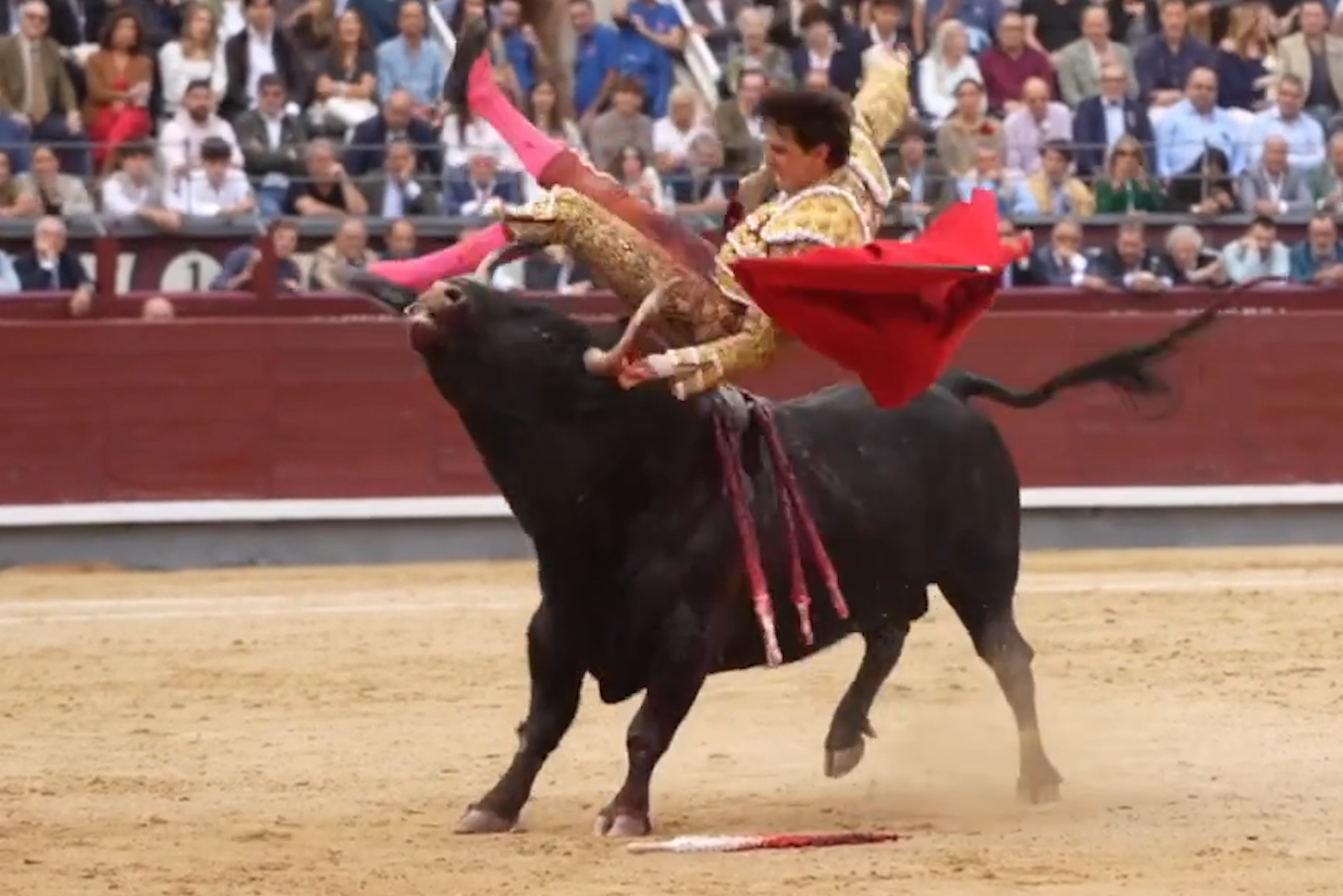 Matador (27) raakt zwaargewond wanneer stier hem meerdere keren spietst ...