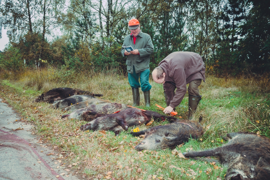 Dit jaar meer dan 1.000 evers geschoten in Vlaanderen maar...“Everzwijn ...