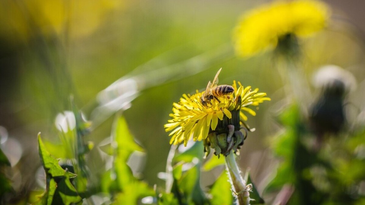 ‘Rupelstreek Zoemt’ zet tandje bij voor wilde bij | GVA