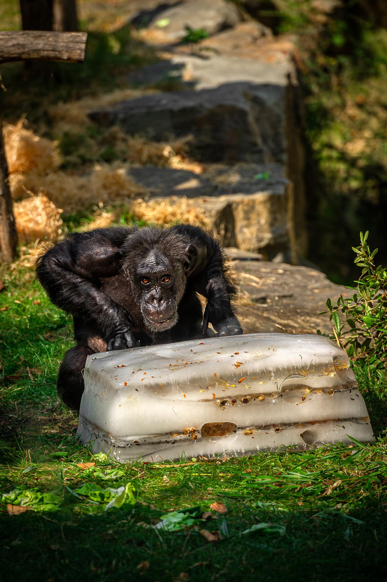 Dieren in Antwerpse Zoo genieten van verfrissend ijsje | GVA