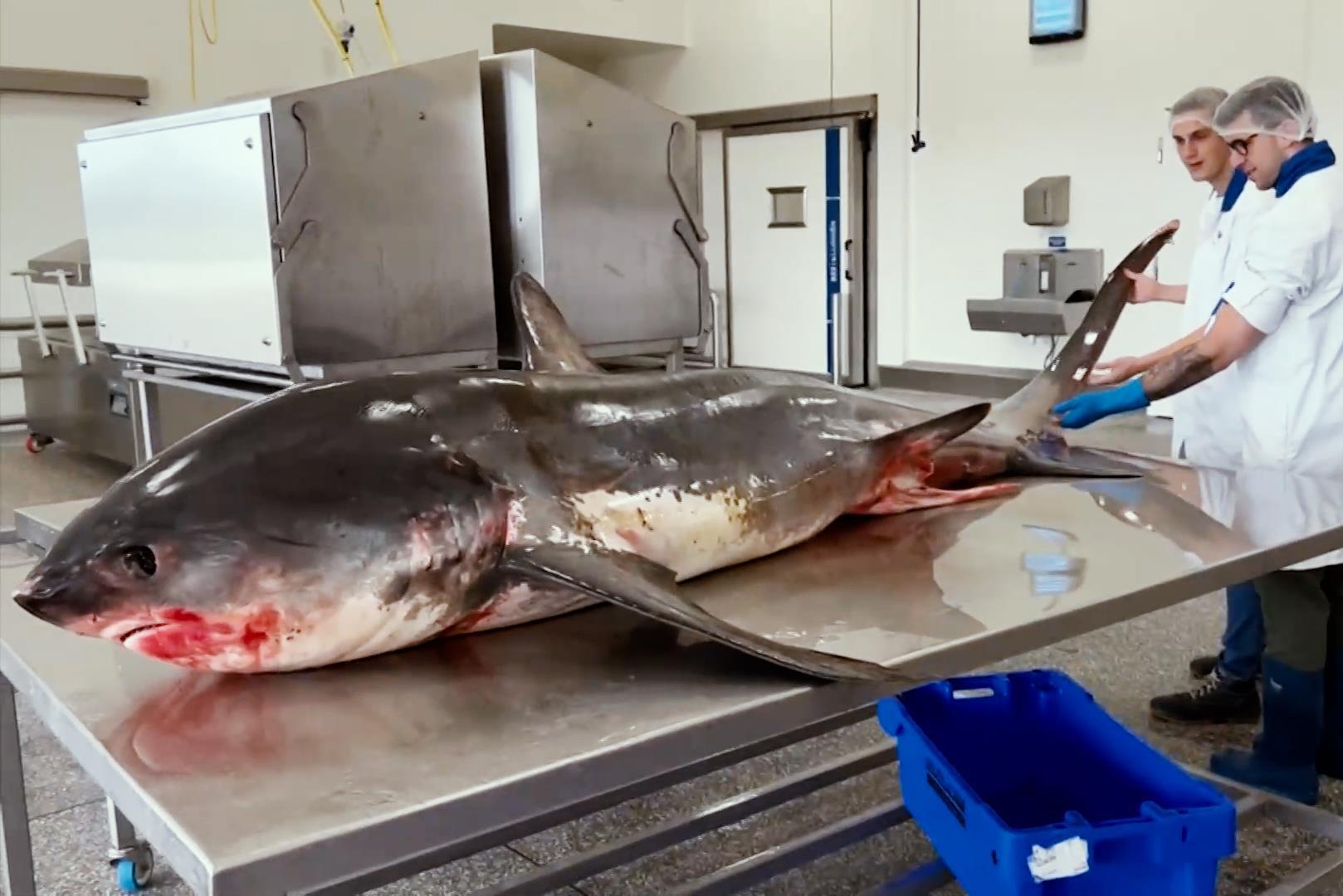 ‘Megamonster’: Nederlandse schipper treft vijf meter lange voshaai aan ...