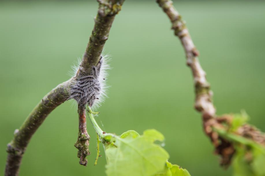 Processierupsen worden met de hand verwijderd | GVA