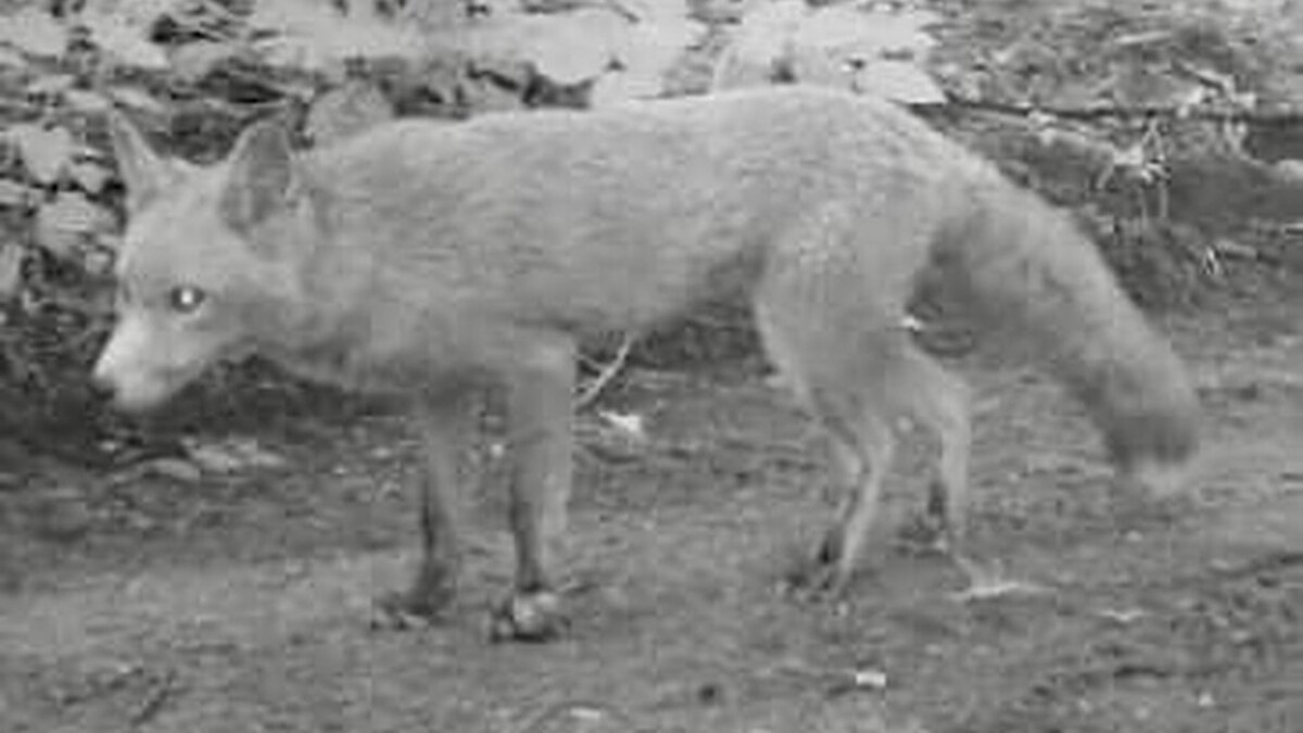 Dierenliefhebbers zetten alles op alles om gewonde stadsvos te genezen ...