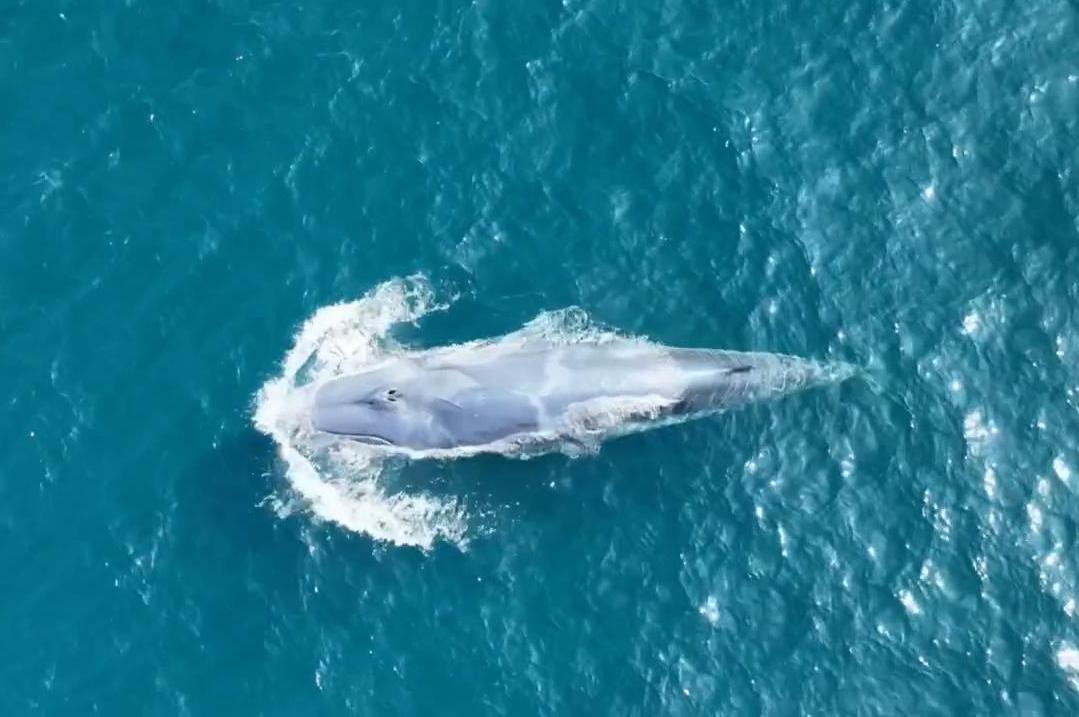 Zeldzaamste walvis ter wereld voor tweede keer in de geschiedenis op ...