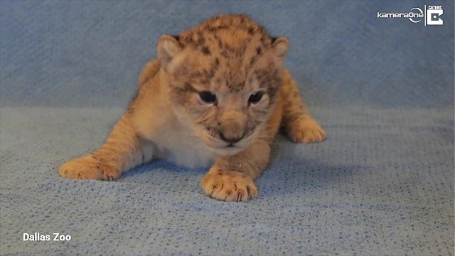 Maak kennis met de échte Simba: op dit welpje baseerde Disney zich voor ...