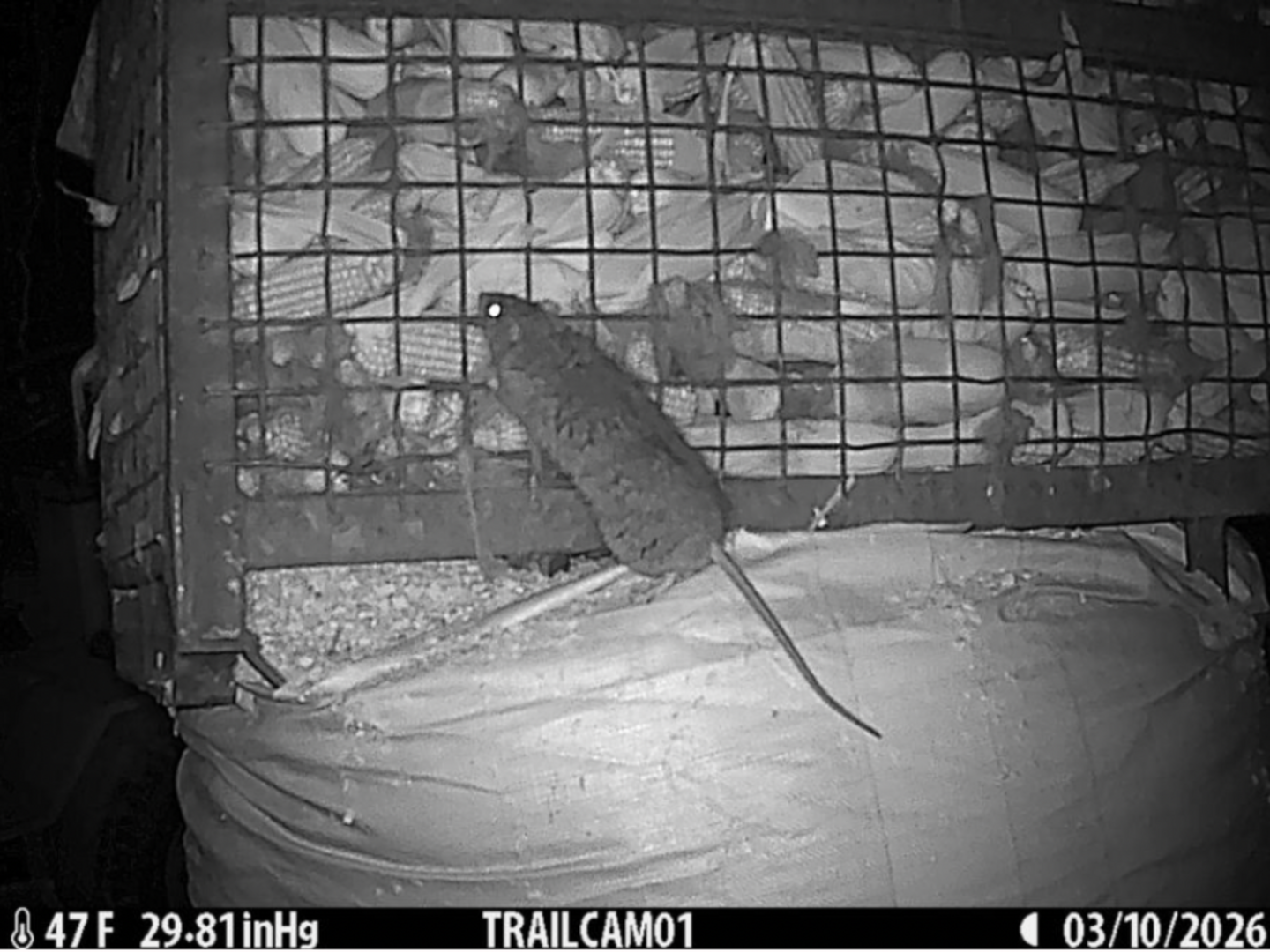 Project wil roofdieren aantrekken om plaagdieren bij boeren te ...