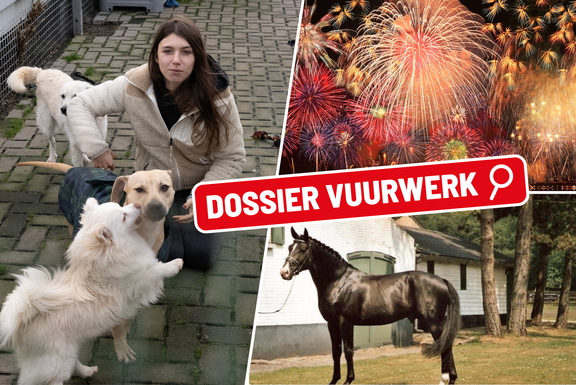 Bange nachten voor asielen aan de grens: “Sommige honden hebben tot ...