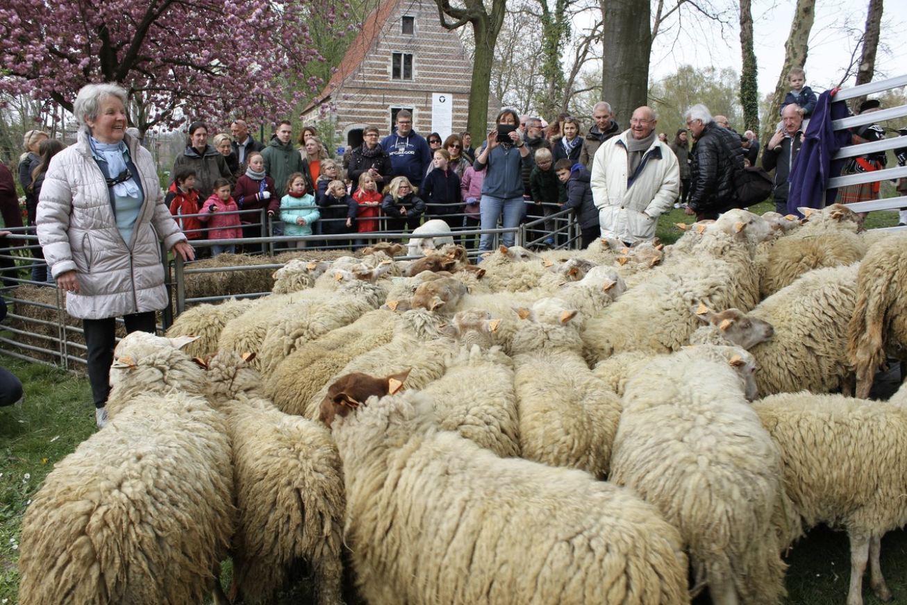 Schapen doorkruisen voor zevende jaar op rij het centrum van Lier naar ...